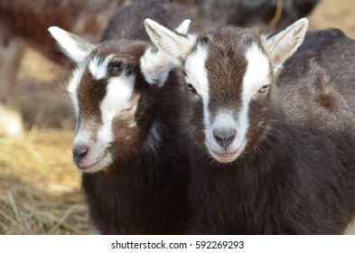 Goats Stock Photo 592269293 | Shutterstock