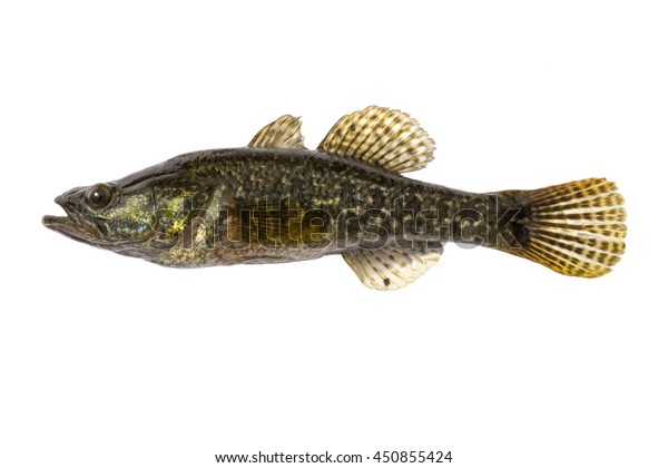 Goby Fish Stock Photo 450855424 | Shutterstock