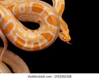 골드 파이톤(Gold Python), 망상 비단뱀(Python thatulatus) 스톡 사진 1932302108 ...