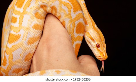 Gold Python Reticulated Python Python Reticulatus Stock Photo 1932436256 | Shutterstock