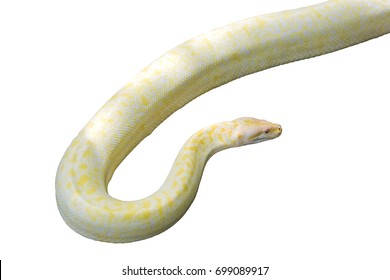 Gold Pythonreticulated Python Python Reticulatus On Stock Photo (Edit ...