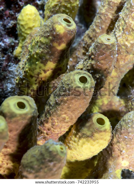 Gold Sponge Stock Photo 742233955 | Shutterstock