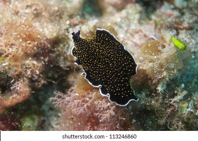 101 Papilla of fish Images, Stock Photos & Vectors | Shutterstock