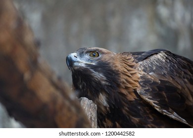 Golden Eagle Caught Mouse Eats On Stock Photo 1200442582 | Shutterstock