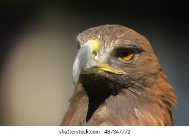 Golden Eagle Front View Stock Photo 487347772 | Shutterstock