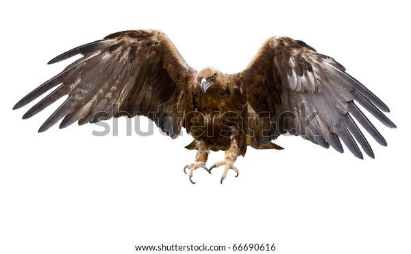 Golden Eagle Spread Wings Isolated Stock Photo (Edit Now) 66690616