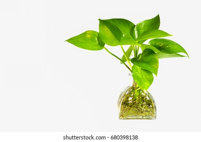 1,450 Pathos plant Images, Stock Photos & Vectors | Shutterstock