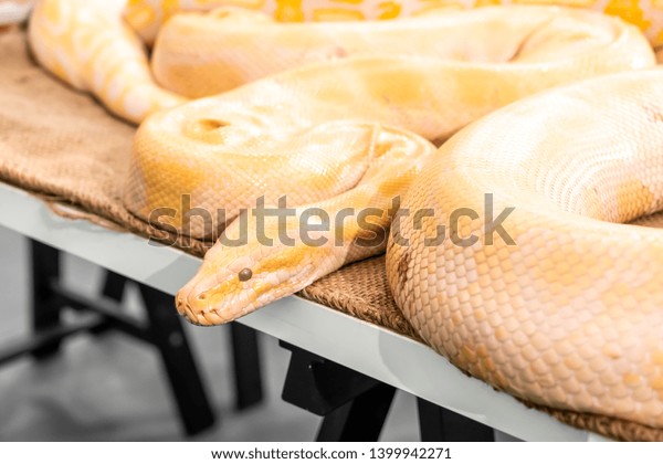 Golden Python Zoo Stock Photo 1399942271 | Shutterstock