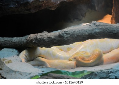 185 Golden thai python snake Images, Stock Photos & Vectors | Shutterstock