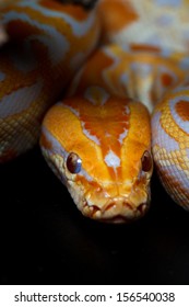 185 Golden thai python snake Images, Stock Photos & Vectors | Shutterstock