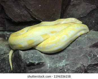 185 Golden thai python snake Images, Stock Photos & Vectors | Shutterstock