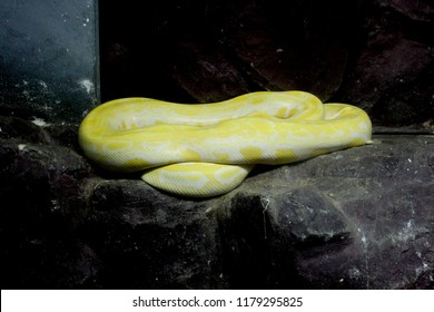 185 Golden thai python snake Images, Stock Photos & Vectors | Shutterstock