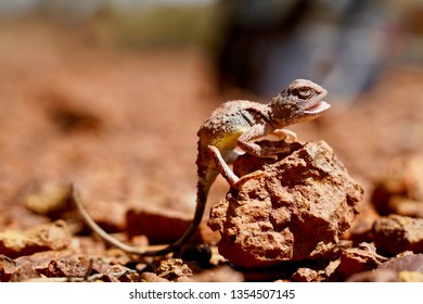 Goldfields Dragon Lizard Stock Photo 1354507145 | Shutterstock