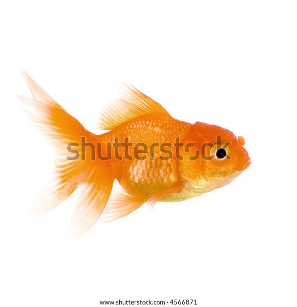 Goldfish Front White Background Stock Photo 4566871 | Shutterstock