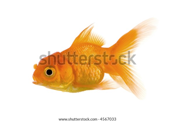 Goldfish Front White Background Stock Photo 4567033 | Shutterstock