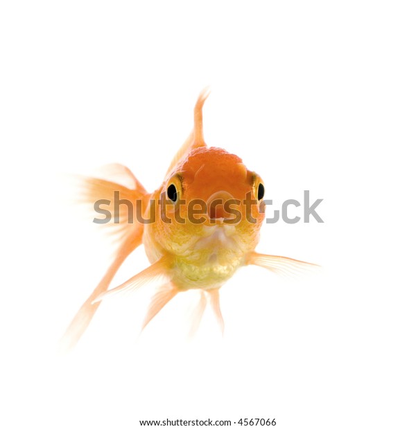 Goldfish Front White Background Stock Photo 4567066 | Shutterstock