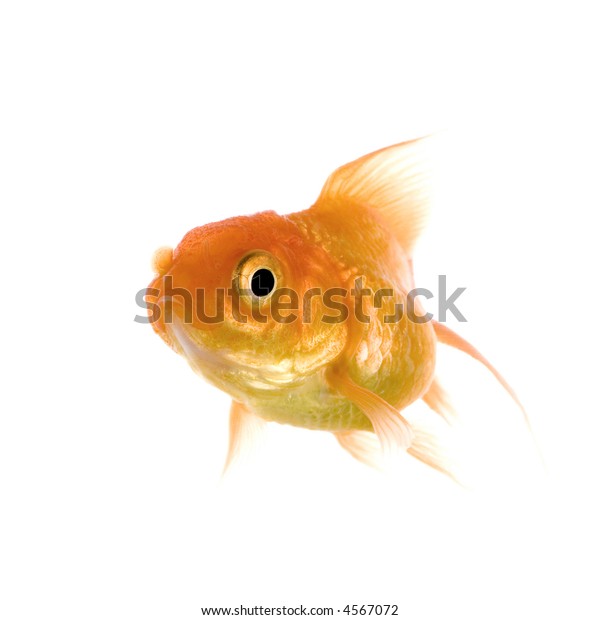 Goldfish Front White Background Stock Photo 4567072 | Shutterstock
