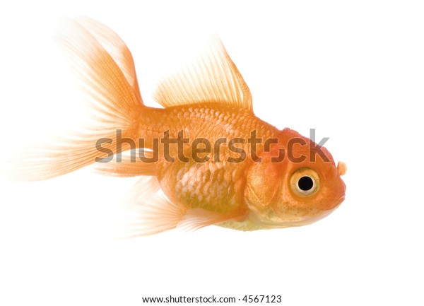 Goldfish Front White Background Stock Photo 4567123 | Shutterstock