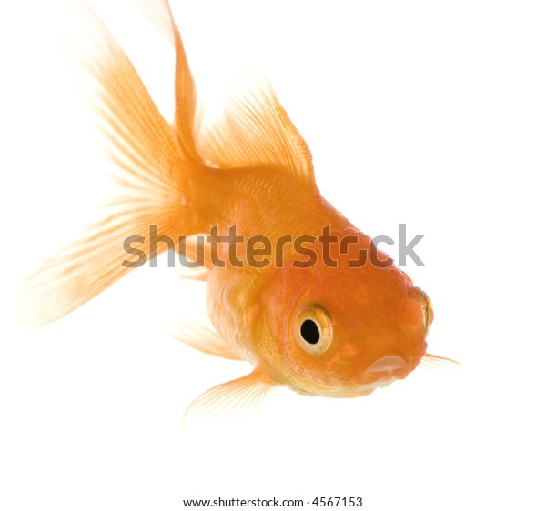 Goldfish Front White Background Stock Photo 4567153 | Shutterstock
