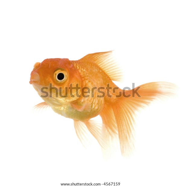 Goldfish Front White Background Stock Photo 4567159 | Shutterstock