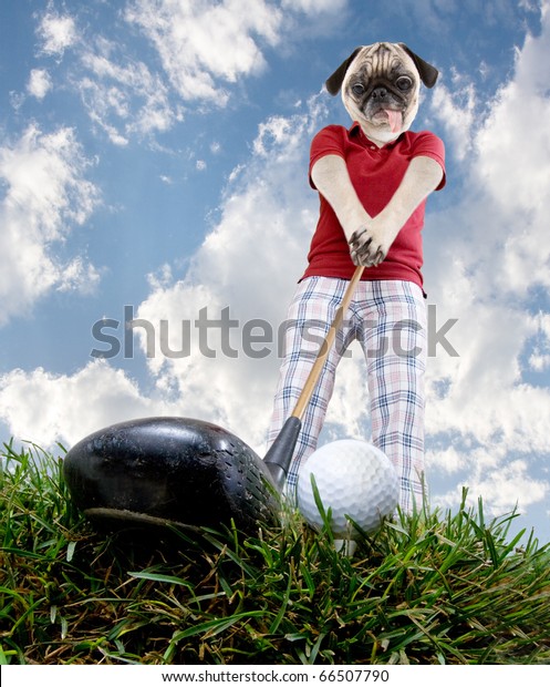 Golf Pug Stock Photo 66507790 | Shutterstock