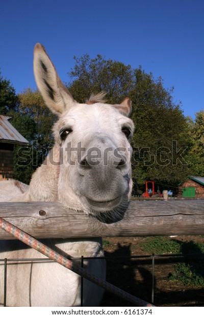 Goofy Donkey Stock Photo (Edit Now) 6161374