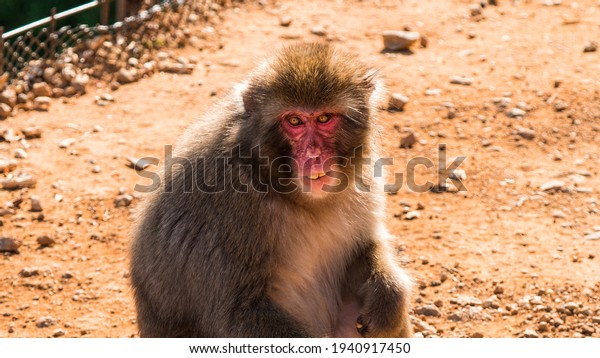 Goofy Looking Monkey Making Funny Face Stock Photo 1940917450 ...