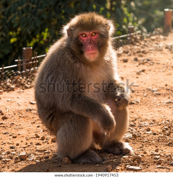 Goofy Looking Monkey Making Funny Face Stock Photo 1940917453 ...