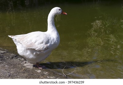 Long Leg Bird Live Water Black Stock Photo 1227544645 | Shutterstock