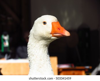 Goose Stock Photo 503341459 | Shutterstock