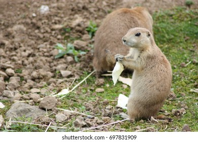 124 Chocolate hamster Images, Stock Photos & Vectors | Shutterstock