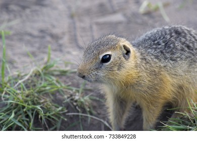 Gopher Stock Photo (Edit Now) 733849228
