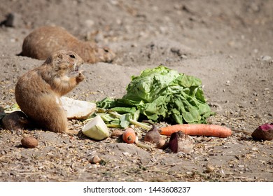 Gophers Images, Stock Photos & Vectors | Shutterstock