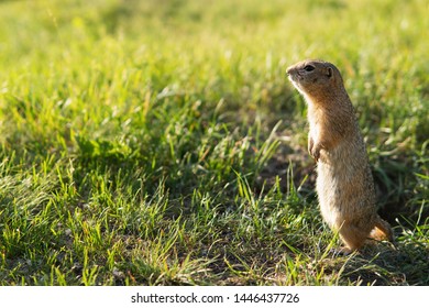 Gopher Stand On Glass Field On Foto stock 1086004346 | Shutterstock