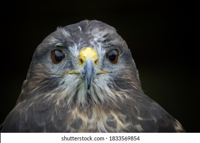 Gorgeous Buzzard Looking Down Camera Lens Stock Photo 1833569854 ...