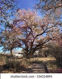 Gorgeous Tree Stock Photo 536314894 | Shutterstock