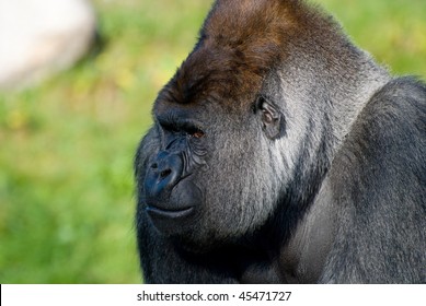 Bokito Images, Stock Photos & Vectors | Shutterstock