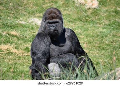 2,760 Silverback gorilla back Images, Stock Photos & Vectors | Shutterstock