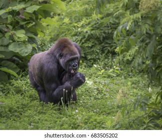 African Silverback Mature Male Gorilla Forest Stock Photo (Edit Now ...