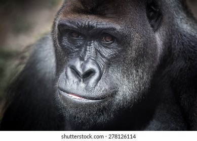 Gorilla Looking Camera Stock Photo 278126114 | Shutterstock