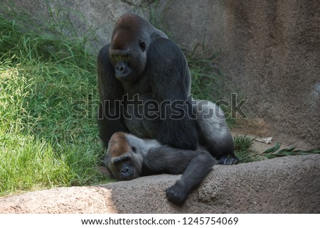 Gorilla Mating Scene Stock Photo (Edit Now) 1245754069 - Shutterstock