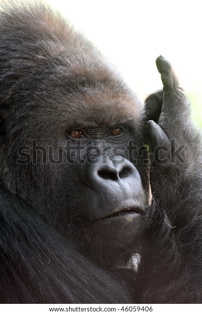 Gorilla Scratching Face Stock Photo 46059406 | Shutterstock