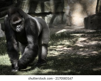 29,098 imágenes de Animal impression - Imágenes, fotos y vectores de ...
