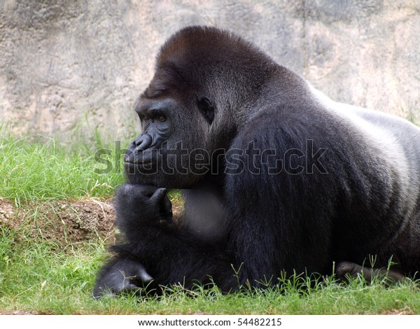 Gorilla Thinking Stock Photo (Edit Now) 54482215