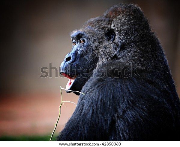 Gorrilla Stock Photo (Edit Now) 42850360