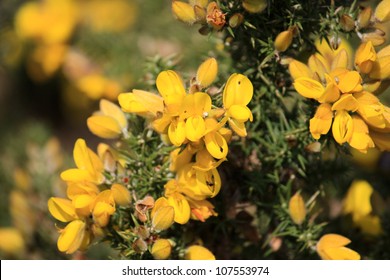 Gorse Stock Photo (Edit Now) 107553974