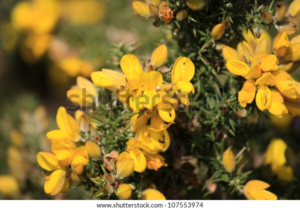 Gorse Stock Photo (Edit Now) 107553974