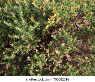 Gorse Texture Stock Photo 705082816 | Shutterstock