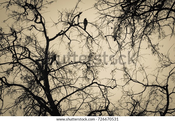 Gothic Tree Branches Silhouette Background Black Stock Photo 726670531 ...
