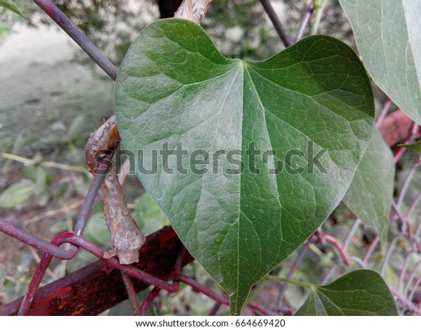 Grace Green Leaf Stock Photo 664669420 | Shutterstock